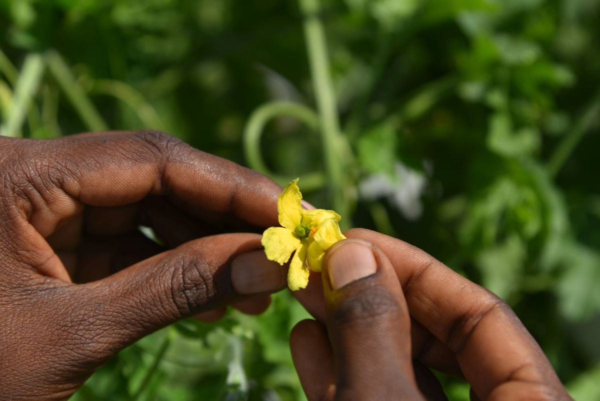 Contact Us – VNR Seed