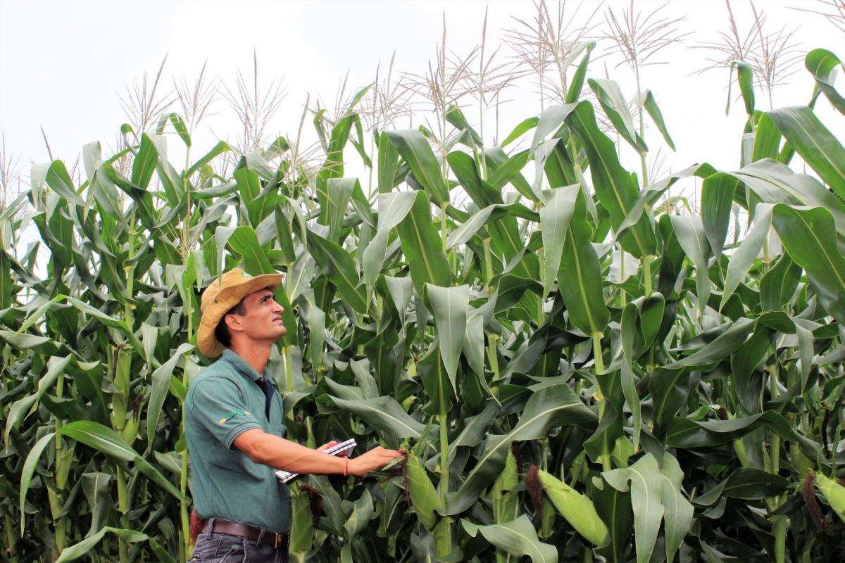 VNR Seed – Good Seed Better Yield