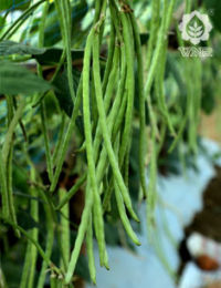Vegetable Crops – VNR Seed