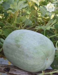 Vegetable Crops – VNR Seed