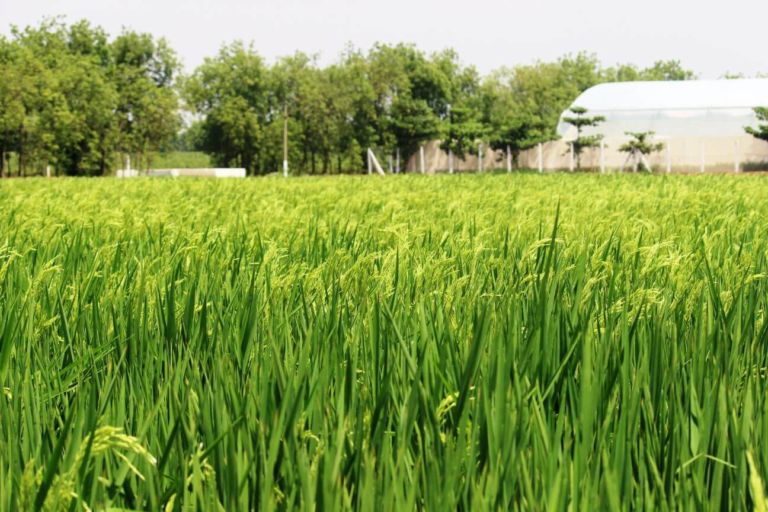 Cereal Crops – VNR Seed